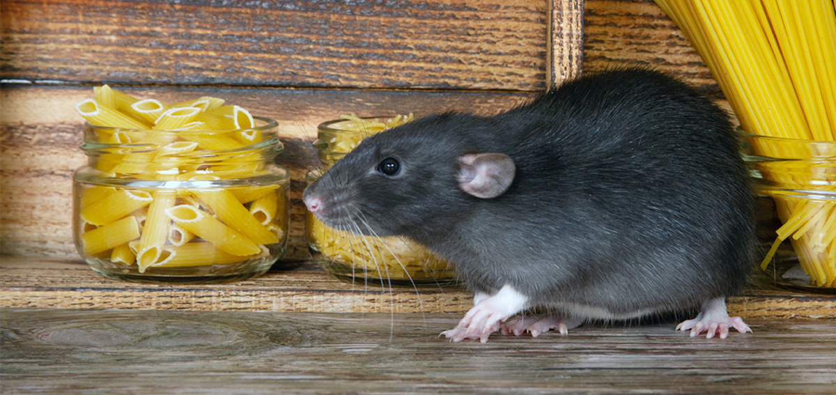 Rattex Schädlingsbekämpfung - Vespen, Mäuse, Ratten, Tauben uvm.